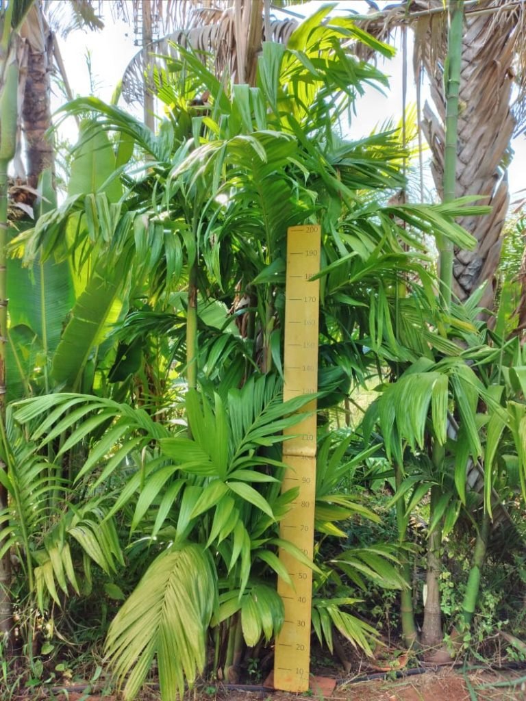 Areca Triandra - Villa Verde Agro