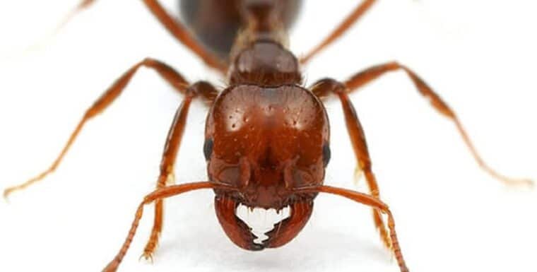 Formiga Saúva (Atta spp) – Villa Verde Agro