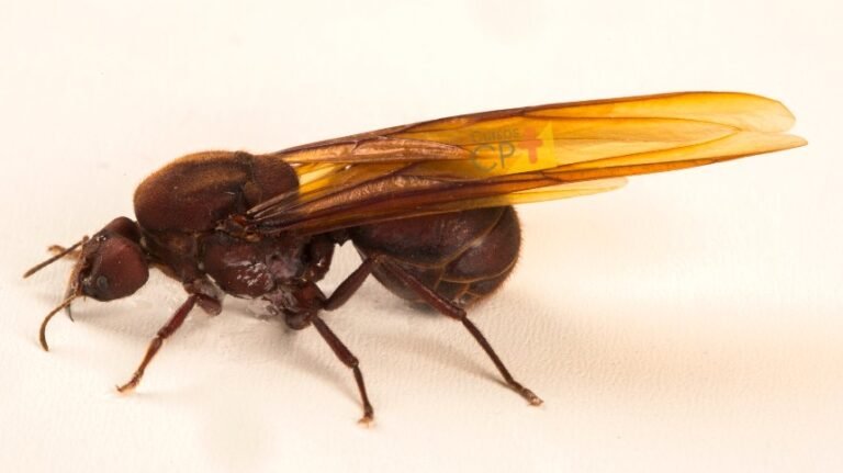 Formiga Saúva (Atta spp)