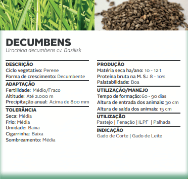 Decumbens- Sementes de Brachiaria 10Kg - Villa Verde Agro