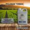 Picloram Torban Herbicida - 5L - Villa Verde Agro: Compre Aqui!